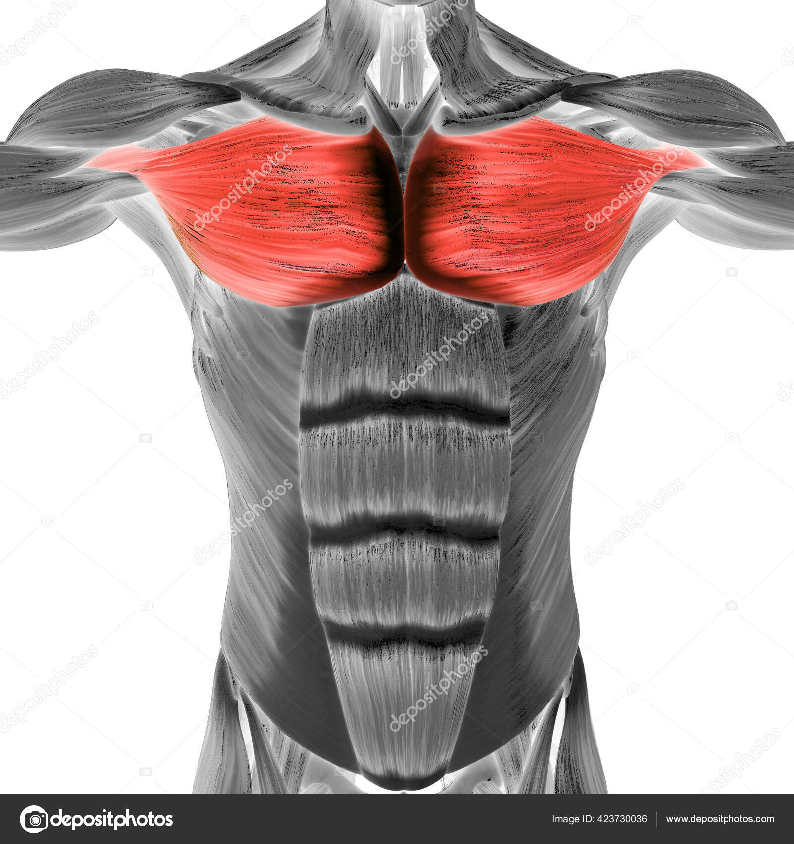 Músculos Del Torso Del Sistema Muscular Humano Anatomía Los Músculos ...