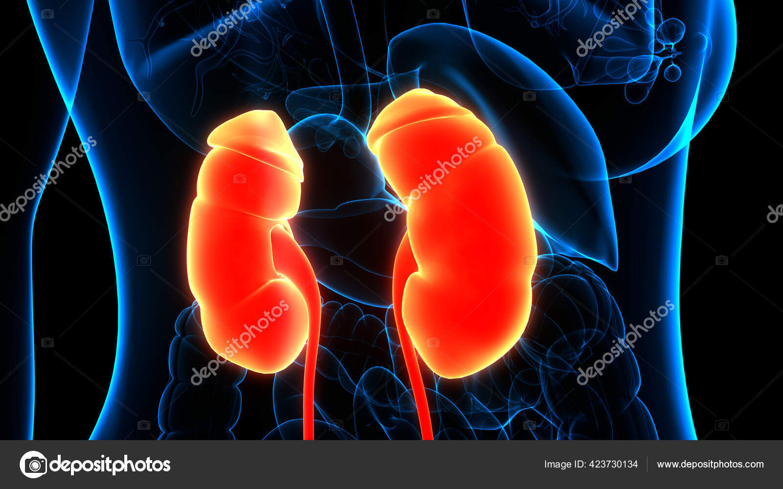 Human Urinary System Kidneys Anatomy Stock Photo by ©magicmine 423730134 Human Urinary System Kidneys Anatomy Stock Photo by ©magicmine 423730134