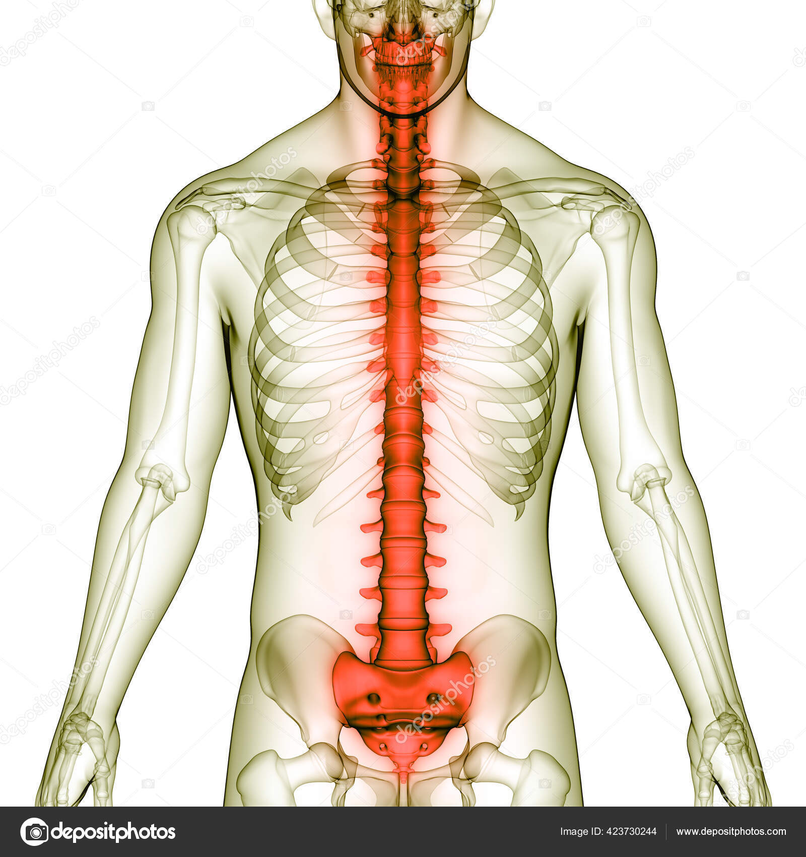 Columna Vertebral Médula Espinal Anatomía Del Sistema Esquelético ...