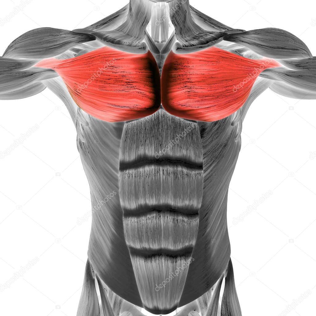 Músculos Del Torso Del Sistema Muscular Humano Anatomía Los Músculos ...