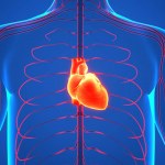 Rendered Medical Illustration Human Heart Back View Stock Photo by ...