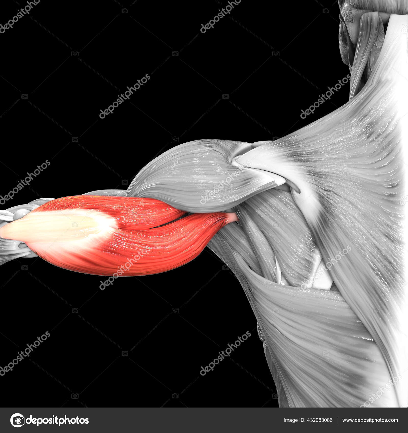 Menneskelige Armmuskler