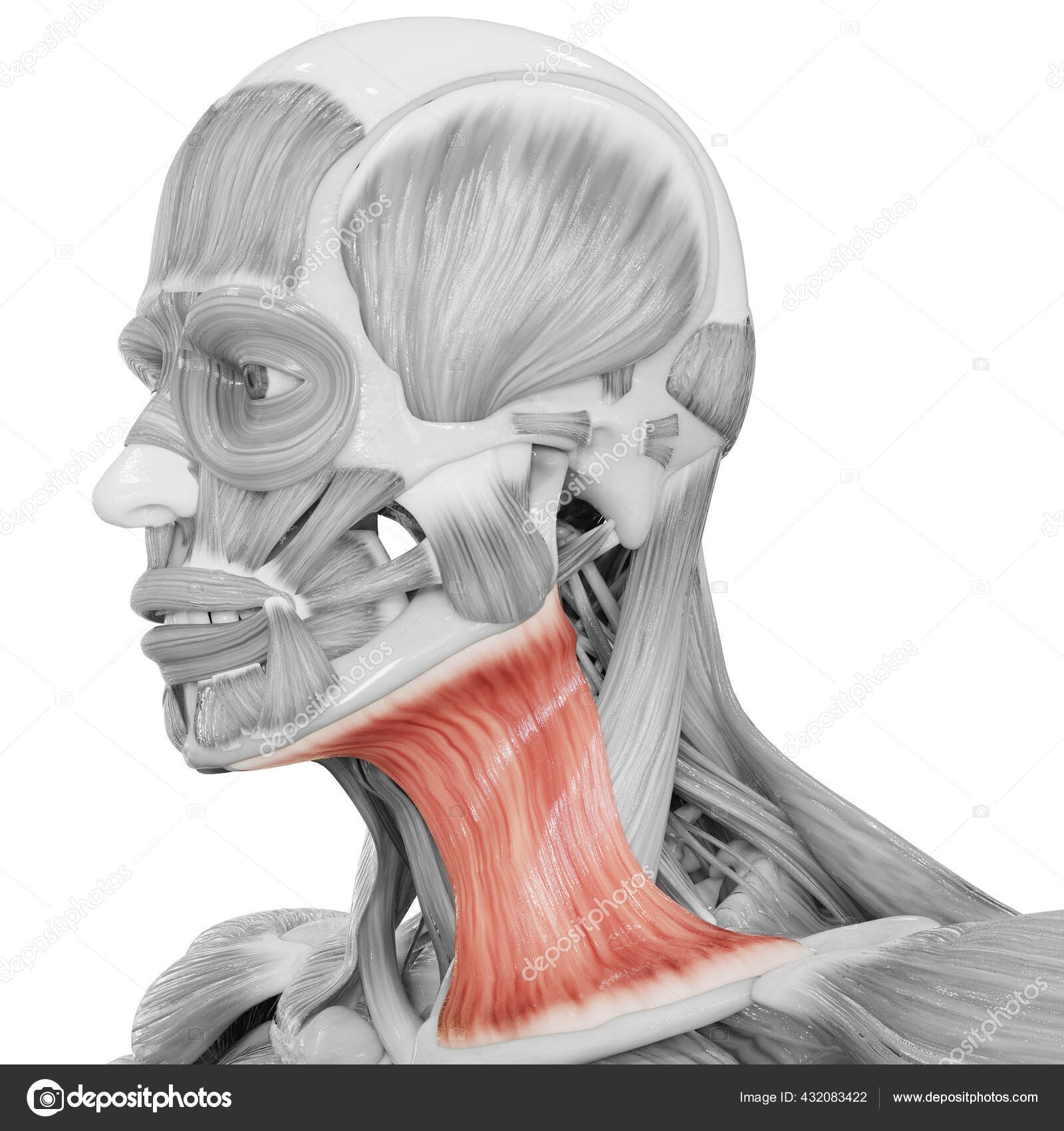 Human Body Muscular System Head Muscles Platysma Muscle Anatomy — Stock ...