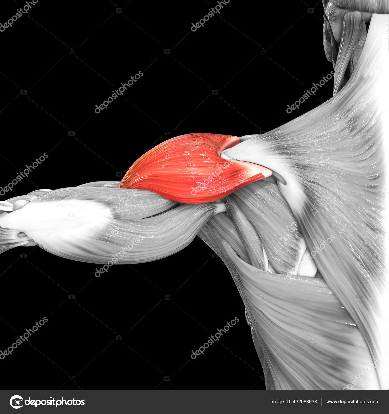 Ulvehodets Muskelanatomi