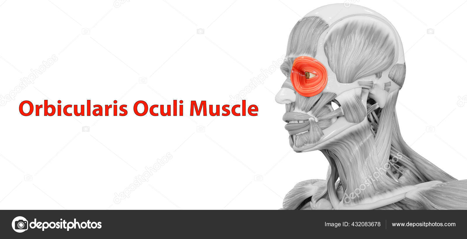 Orbicularis Oculi Muscle