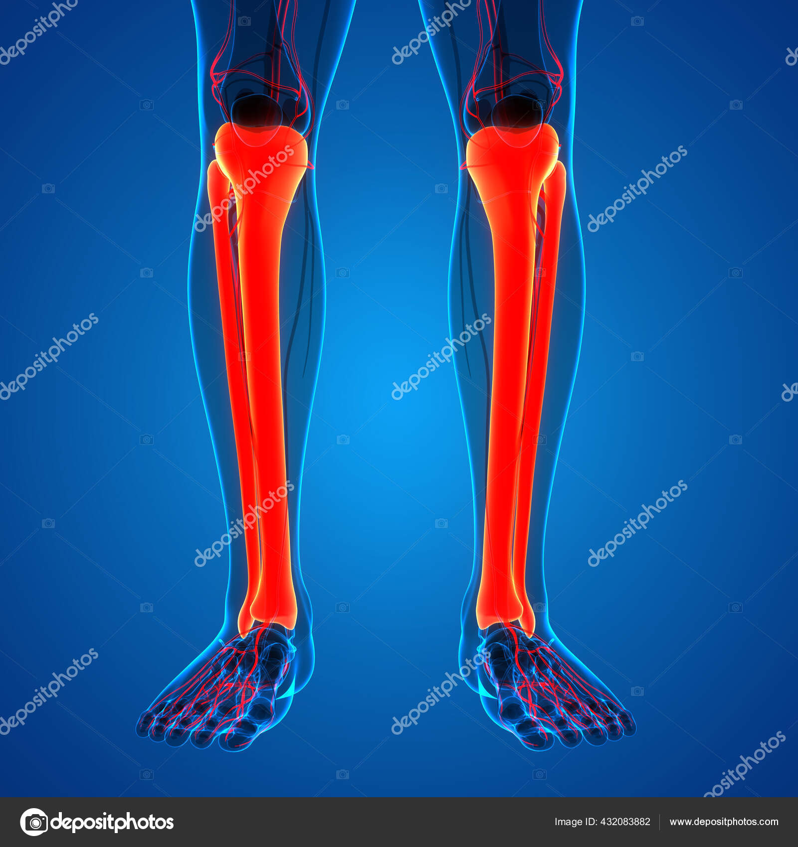 Human Tibia Fibula