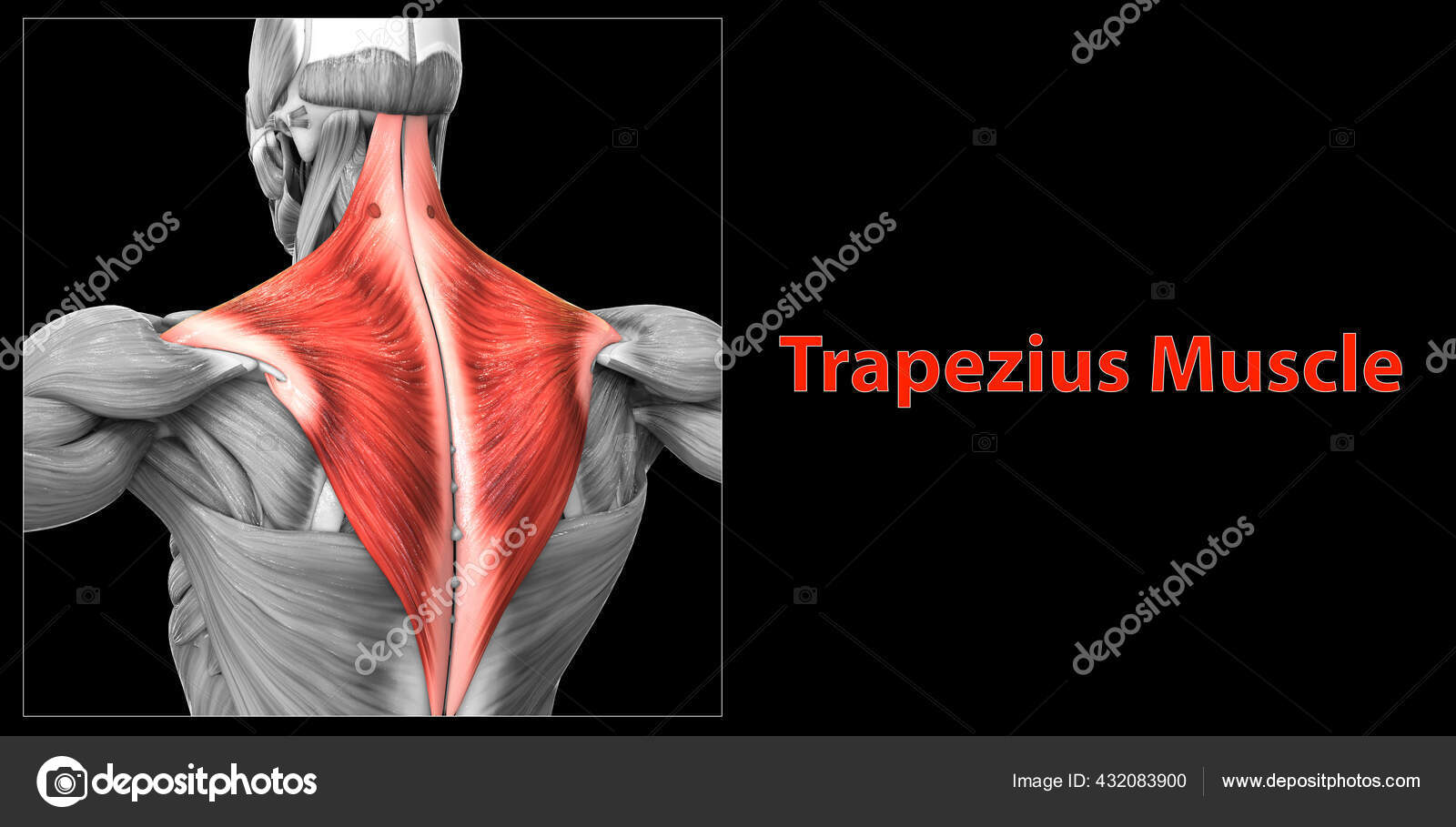 Human Muscular System Torso Muscles Trapezius Muscle Anatomy Stock ...