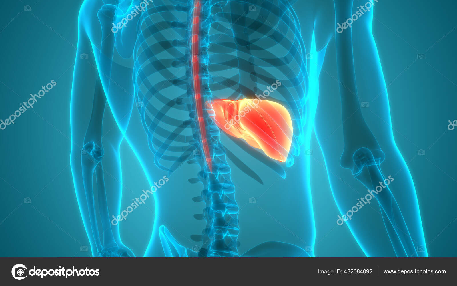 Human Internal Digestive Organ Liver Anatomy Stock Photo by ©magicmine ...