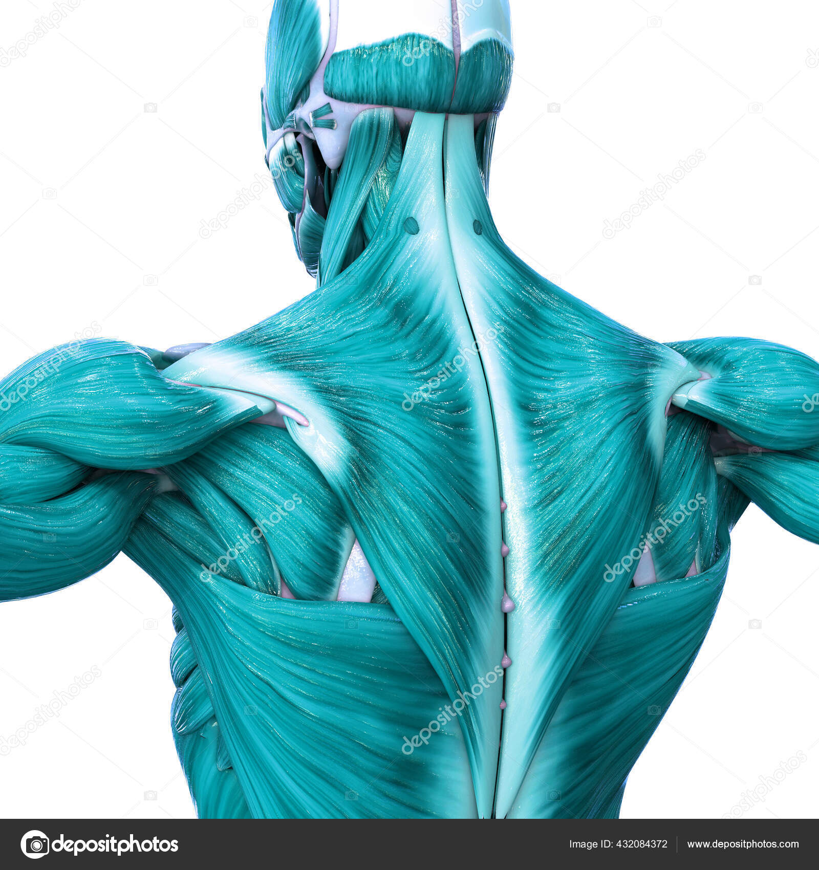 Muscles Part Human Muscular System Anatomy Stock Photo by ©magicmine ...
