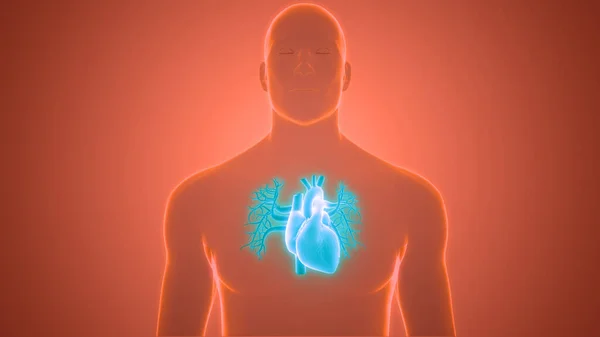 Ubicacion del corazon en el pecho Stock Photos, Royalty Free Ubicacion ...