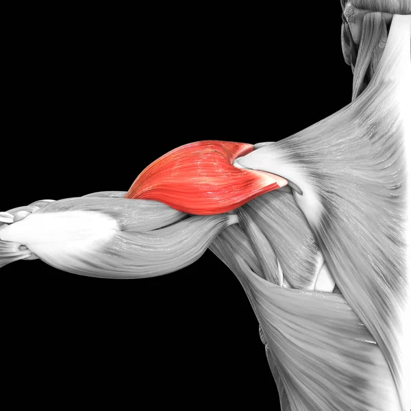 Menneskelige Armmuskler