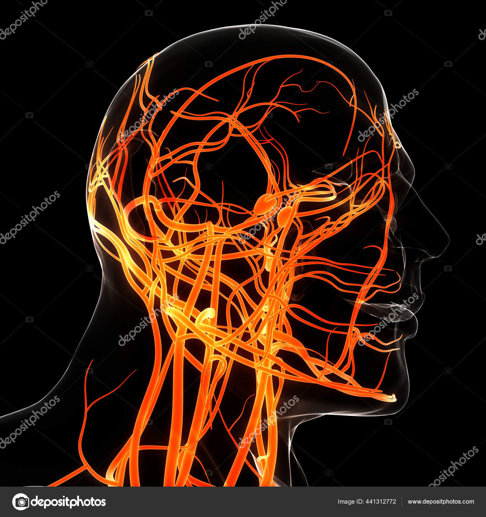 Human Internal System Lymph Nodes Anatomy Stock Photo by ©magicmine ...