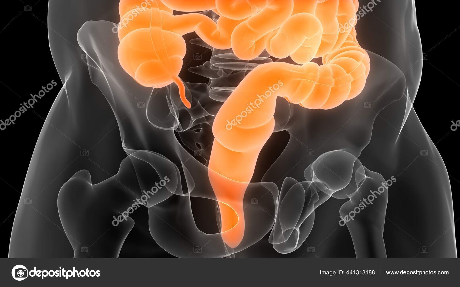Sistema Digestivo Humano Anatomia Intestinal Grande Pequena fotos ...