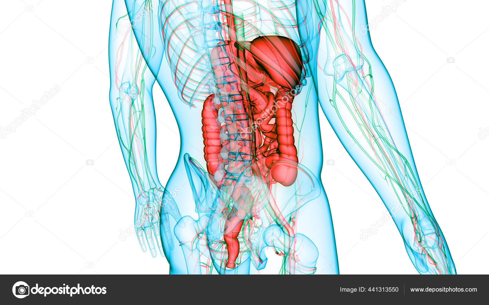 Human Digestive System Anatomy — Stock Photo © magicmine #441313550