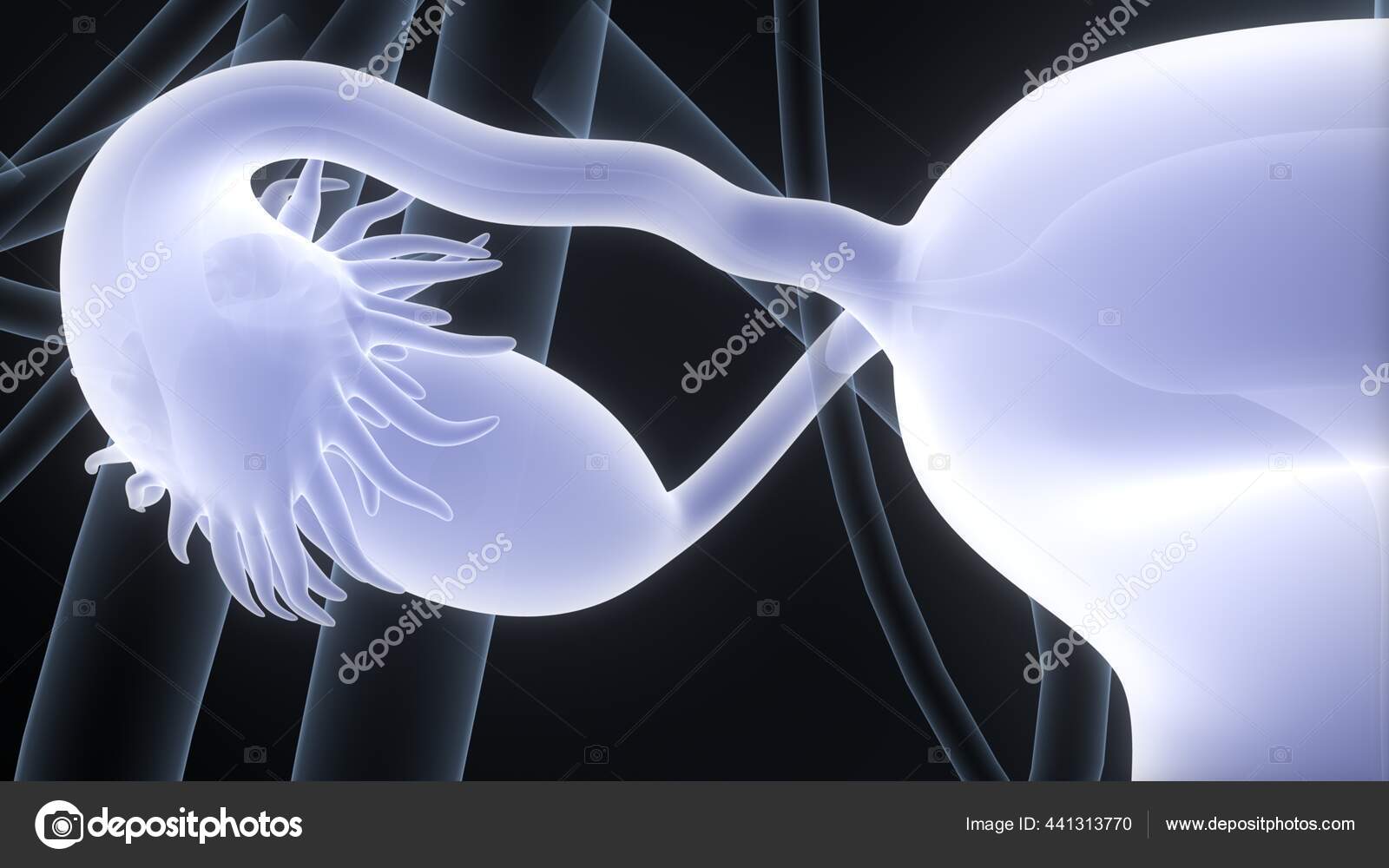 Vrouwelijk Voortplantingssysteem Met Zenuwstelsel Urineblaas Anatomie ...