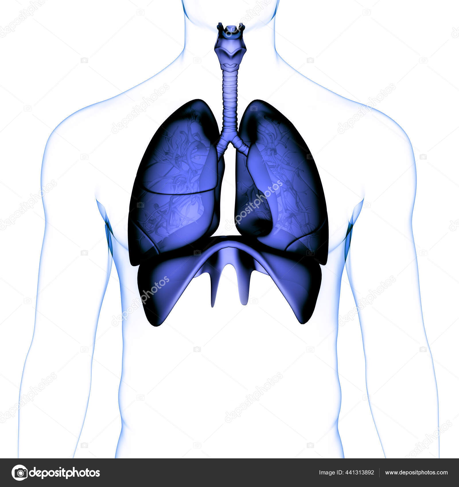 Ανθρώπινο Αναπνευστικό Σύστημα Πνεύμονες Ανατομία Διαφραγμάτων ...