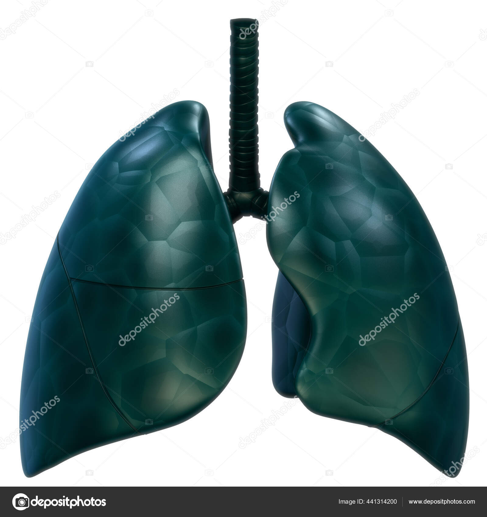 Konceptet För Människans Andningssystem Lungor Anatomi — stockfoto ...