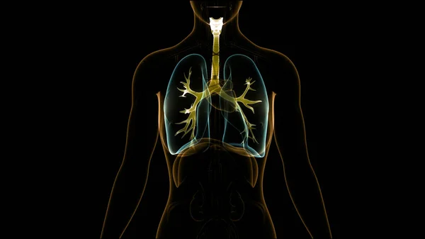 Radiograph of human chest Stock Photos, Royalty Free Radiograph of ...