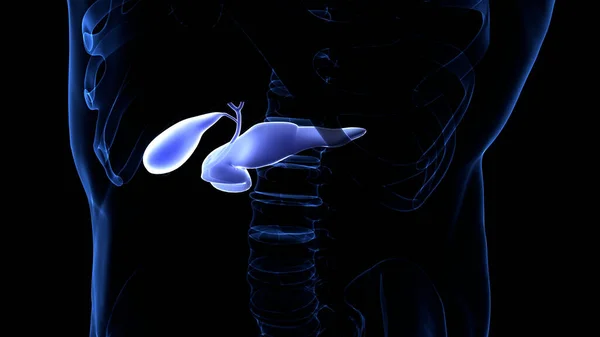 Human Pancreas Images - Search Images on Everypixel