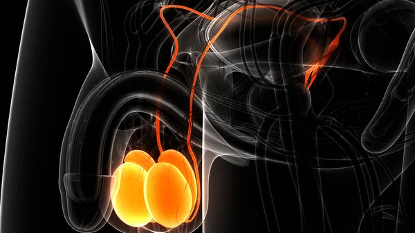 Male reproductive Images - Search Images on Everypixel