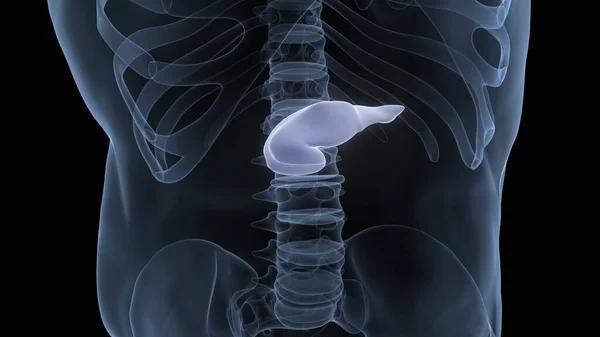 Human Pancreas Images - Search Images on Everypixel