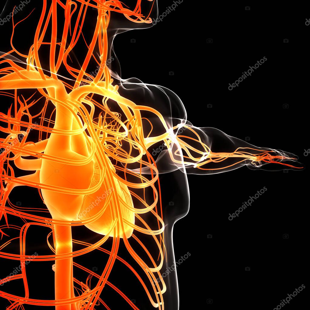 Sistema Circulatorio Humano Anatomía del Corazón. 3D 2023