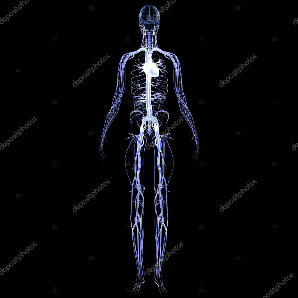 Sistema Circulatorio Humano Anatomía del Corazón. 3D 2024