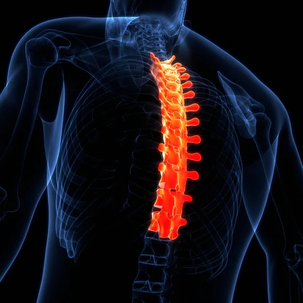 Columna vertebral de anatom a del sistema esquel tico humano 2024