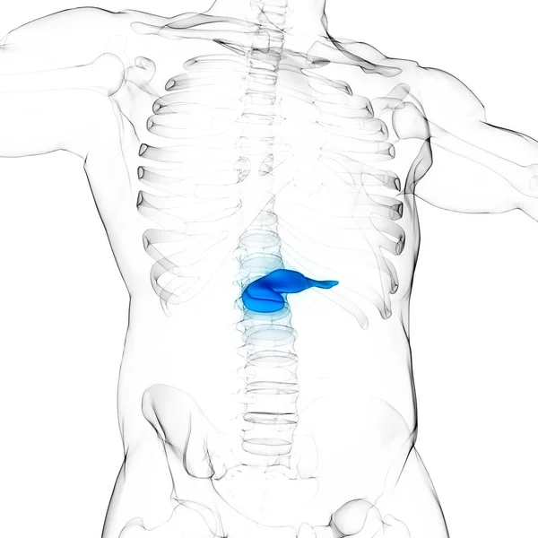 Human Pancreas Images - Search Images on Everypixel