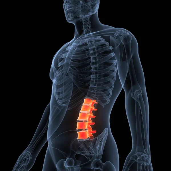 Columna vertebral de anatom a del sistema esquel tico humano 2024