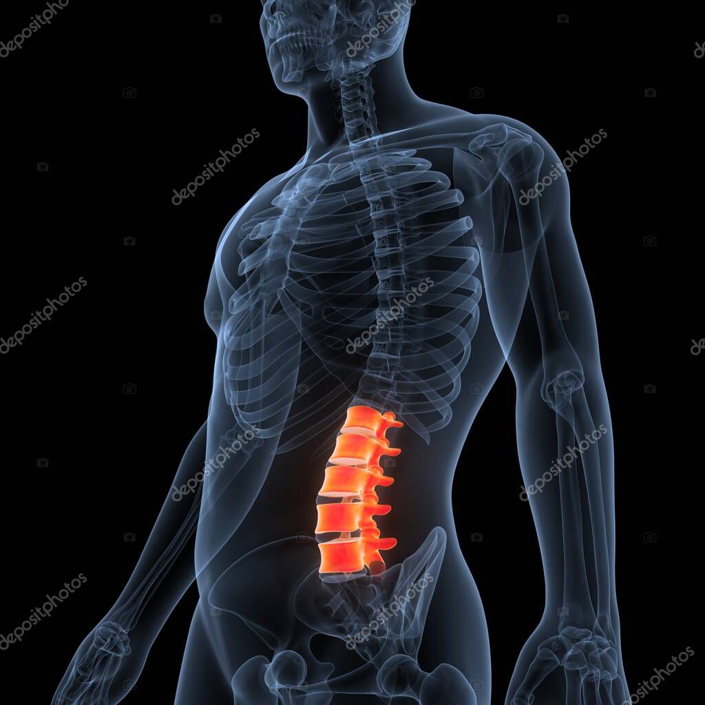 Columna vertebral de anatom a del sistema esquel tico humano 2024