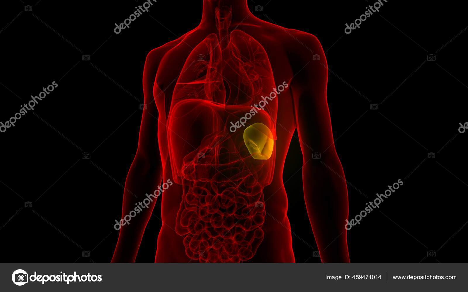 Anatomie Interne Humaine Rate D'organe — Photo de stock par ©magicmine ...
