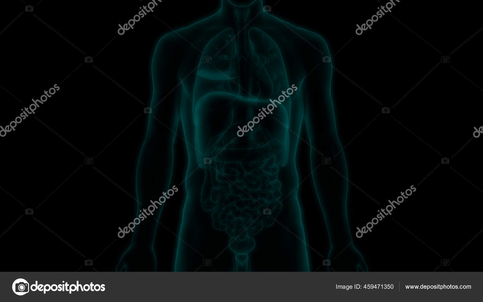 Human Complete Internal Organs Anatomy Stock Photo by ©magicmine 459471350