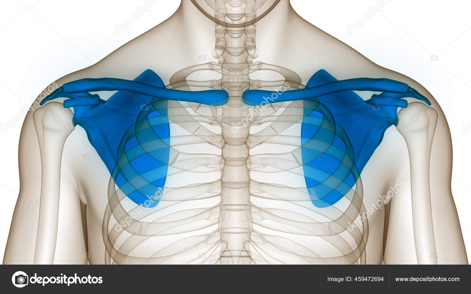 Human Skeleton System Pectoral Girdle Shoulder Girdle Anatomy — Stock ...