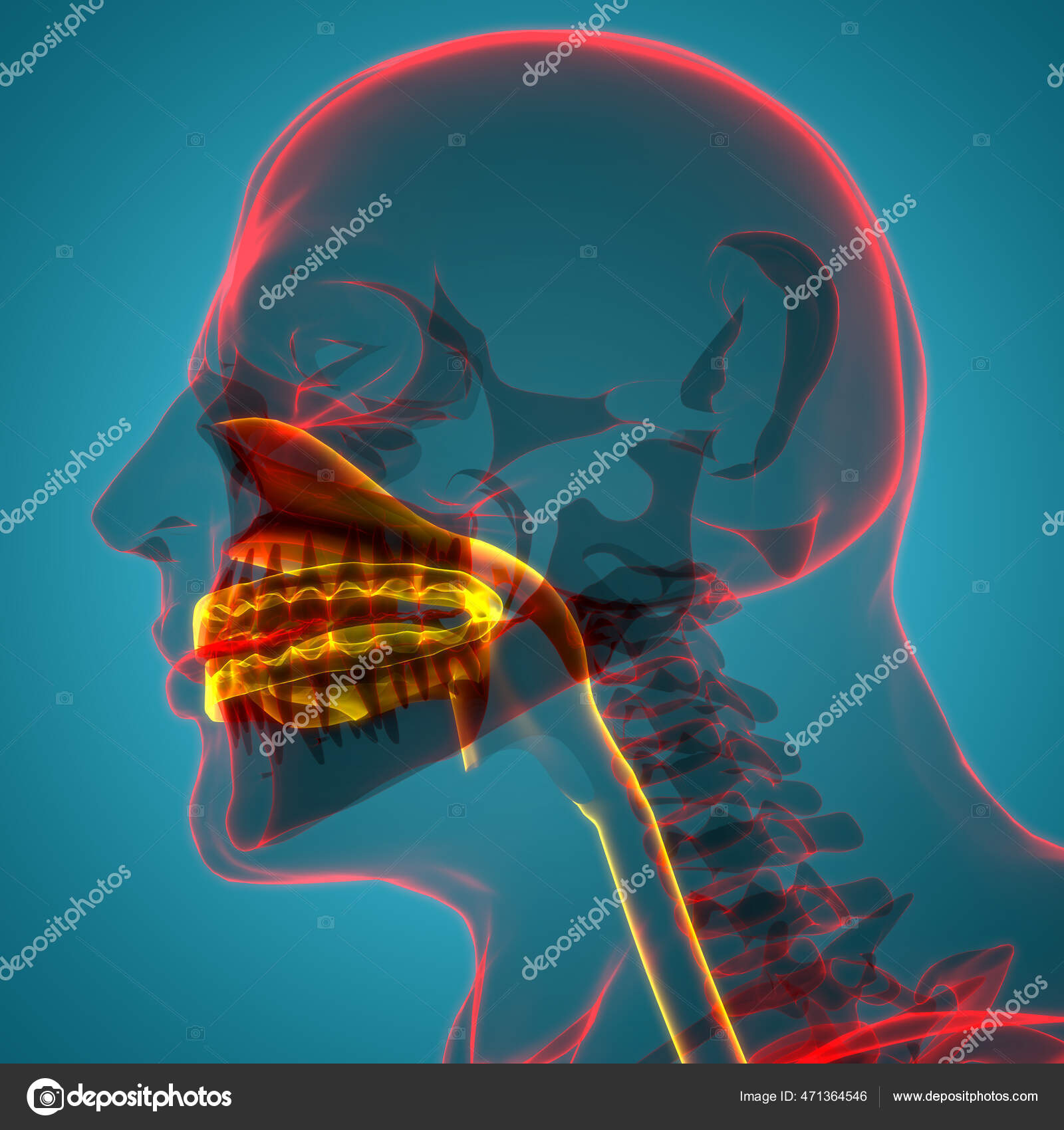 Human Digestive System Mouth Anatomy Stock Photo by ©magicmine 471364546