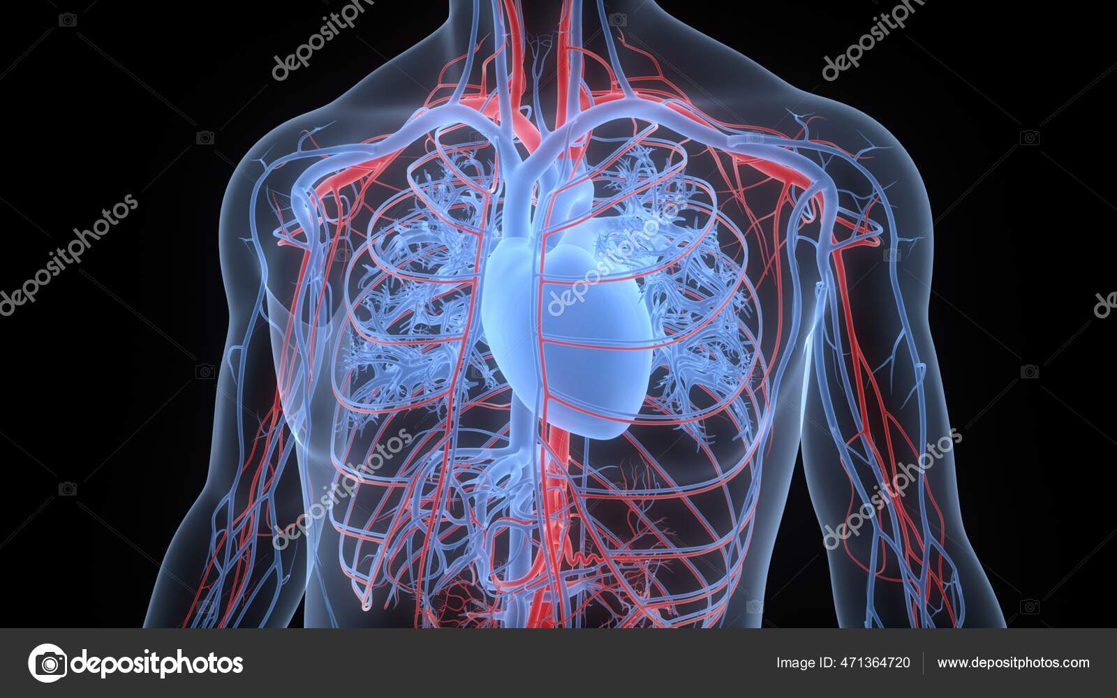 Système Circulatoire Humain Anatomie Cardiaque Illustration image libre ...