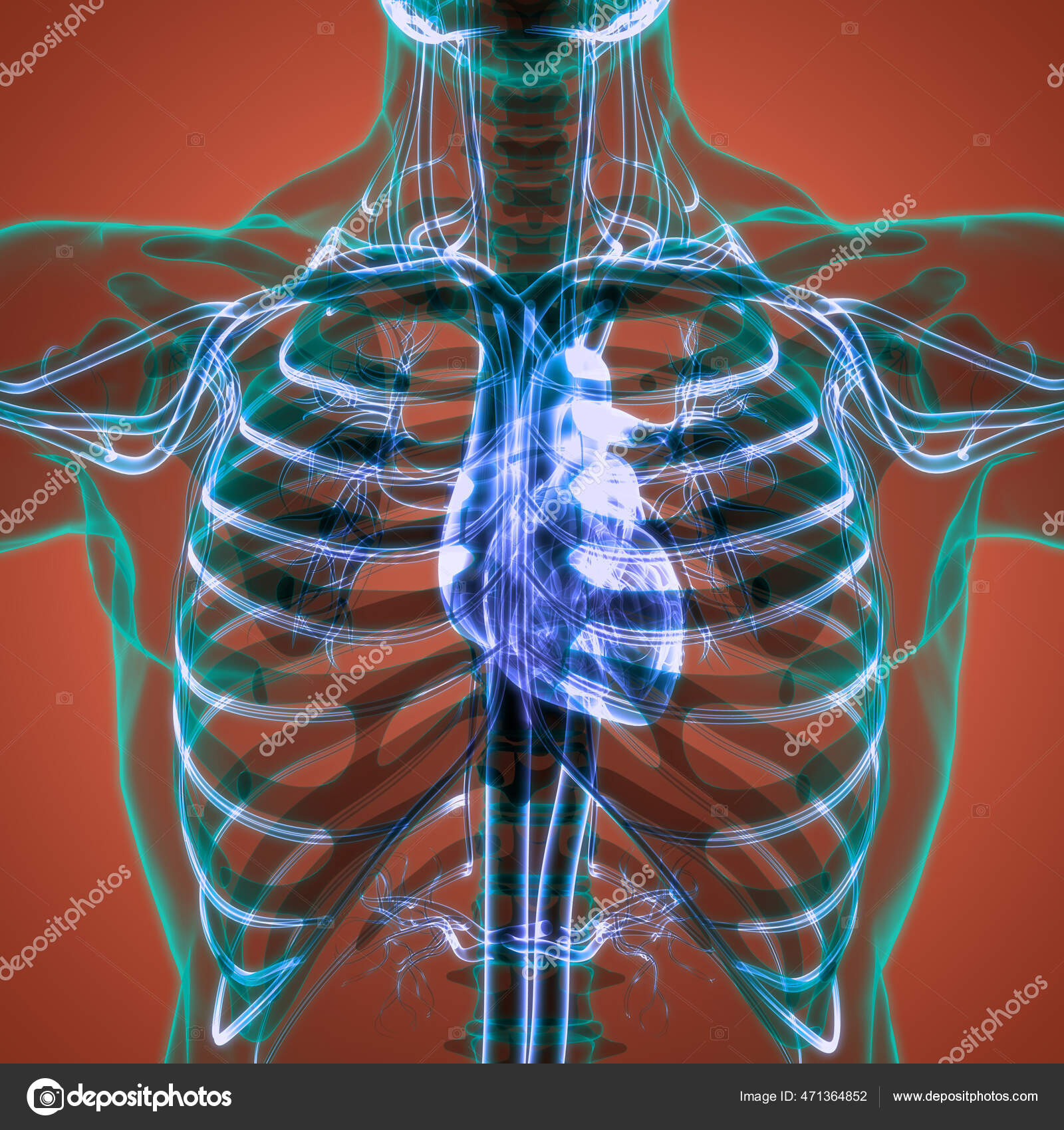 Human Circulatory System Heart Anatomy Illustration Stock Photo by ...