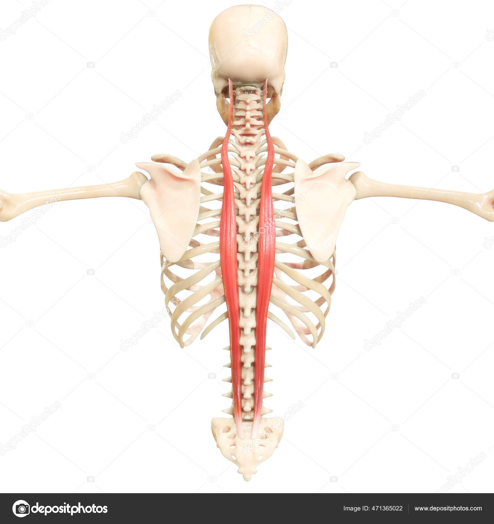 Sistema Muscolare Umano Muscoli Del Tronco Anatomia Muscolare ...