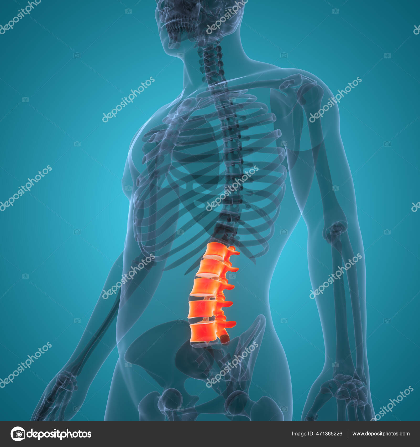 Vertebral Column Human Skeleton System Anatomy — Stock Photo ...