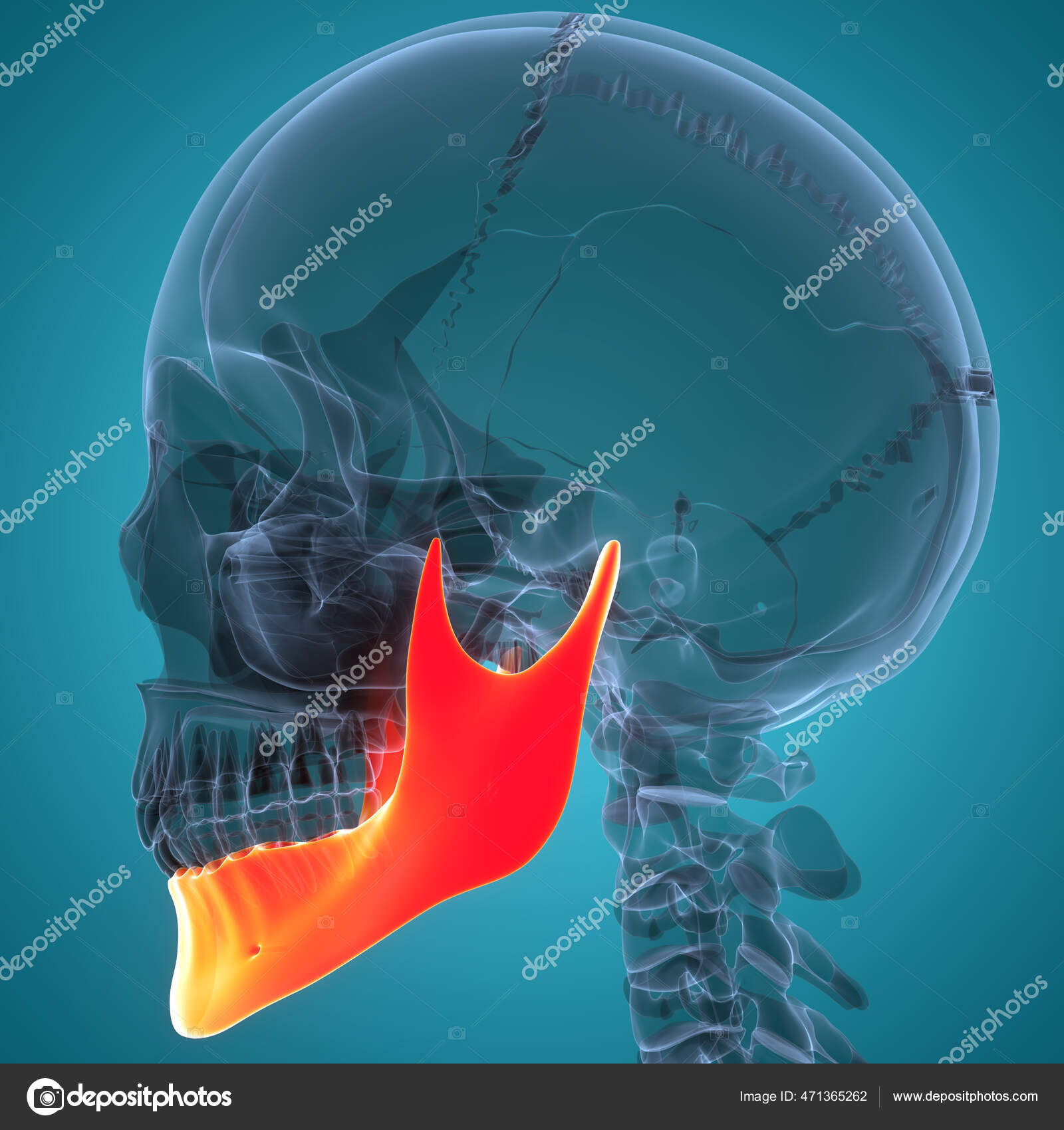 Human Skeleton System Skull Bone Parts Mandible Anatomy Stock Photo by ...