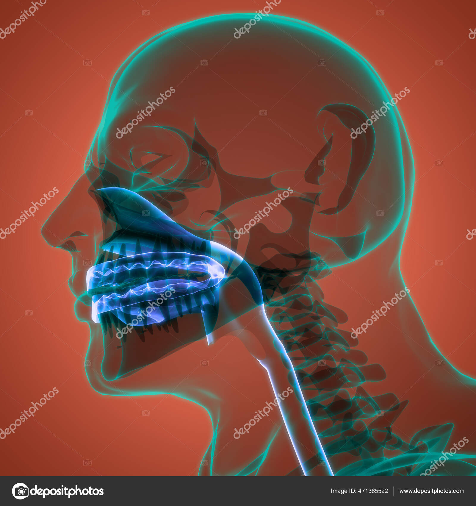 Anatomía Boca Del Sistema Digestivo Humano — Foto de stock #471365522 ...