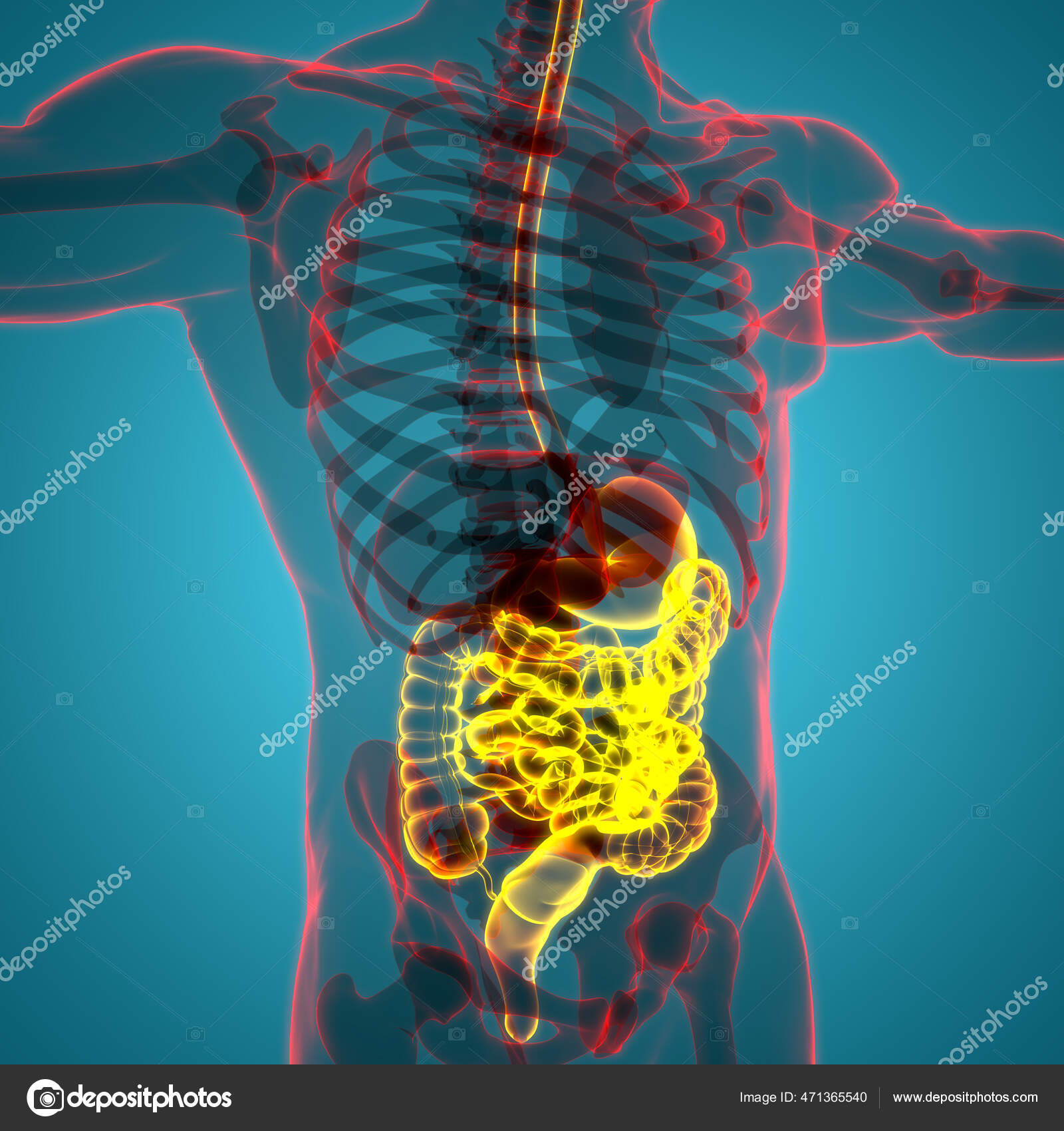 Human Digestive System Small Intestine Anatomy — Stock Photo ...