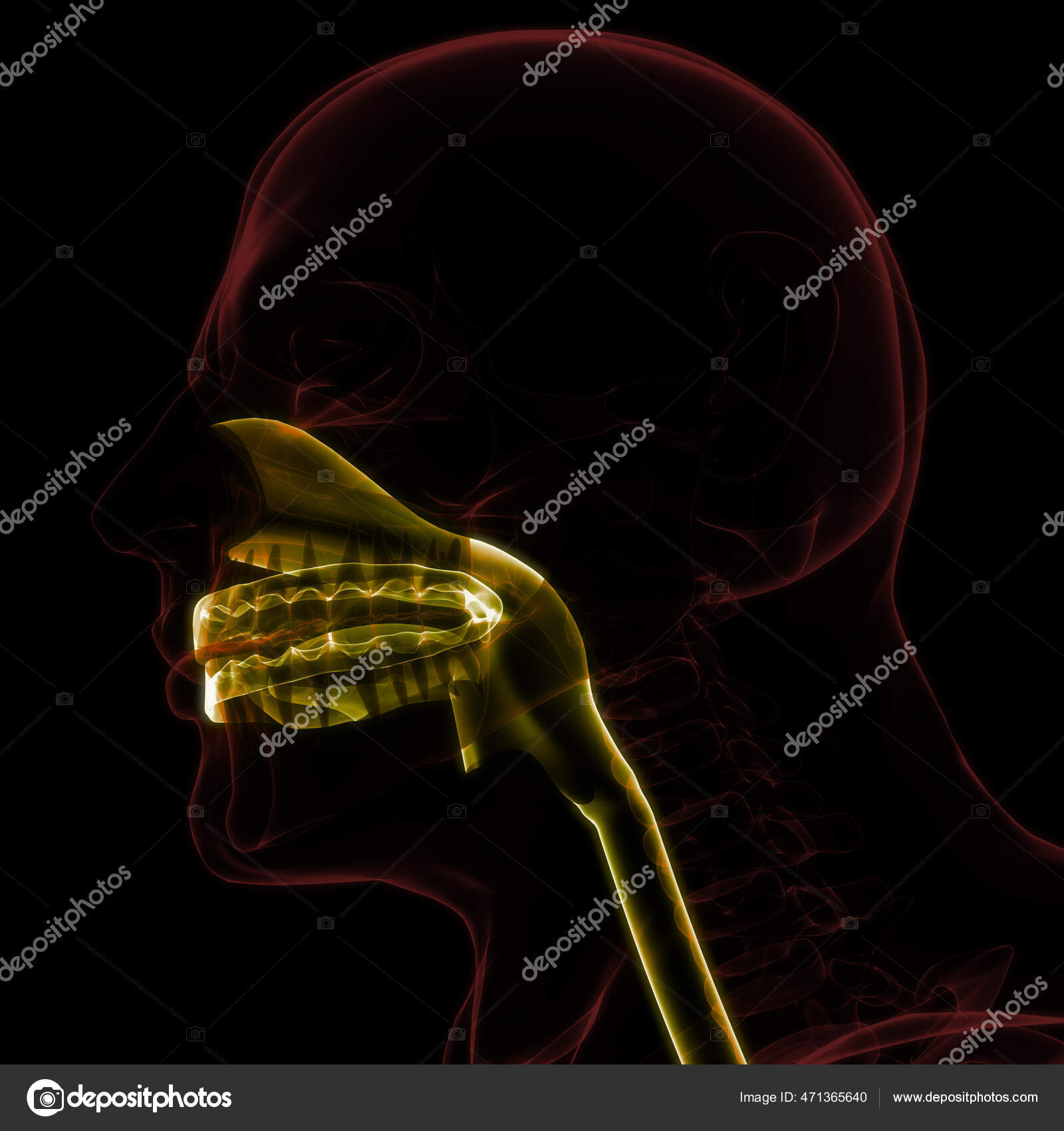 Anatomía Boca Del Sistema Digestivo Humano: fotografía de stock ...