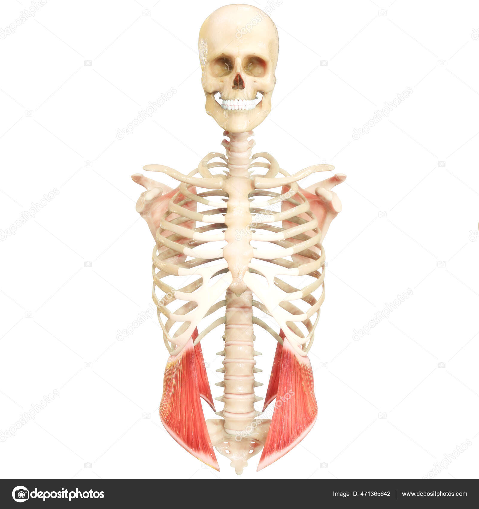 Sistema Muscular Humano Músculos Del Torso Anatomía Muscular Oblicua ...