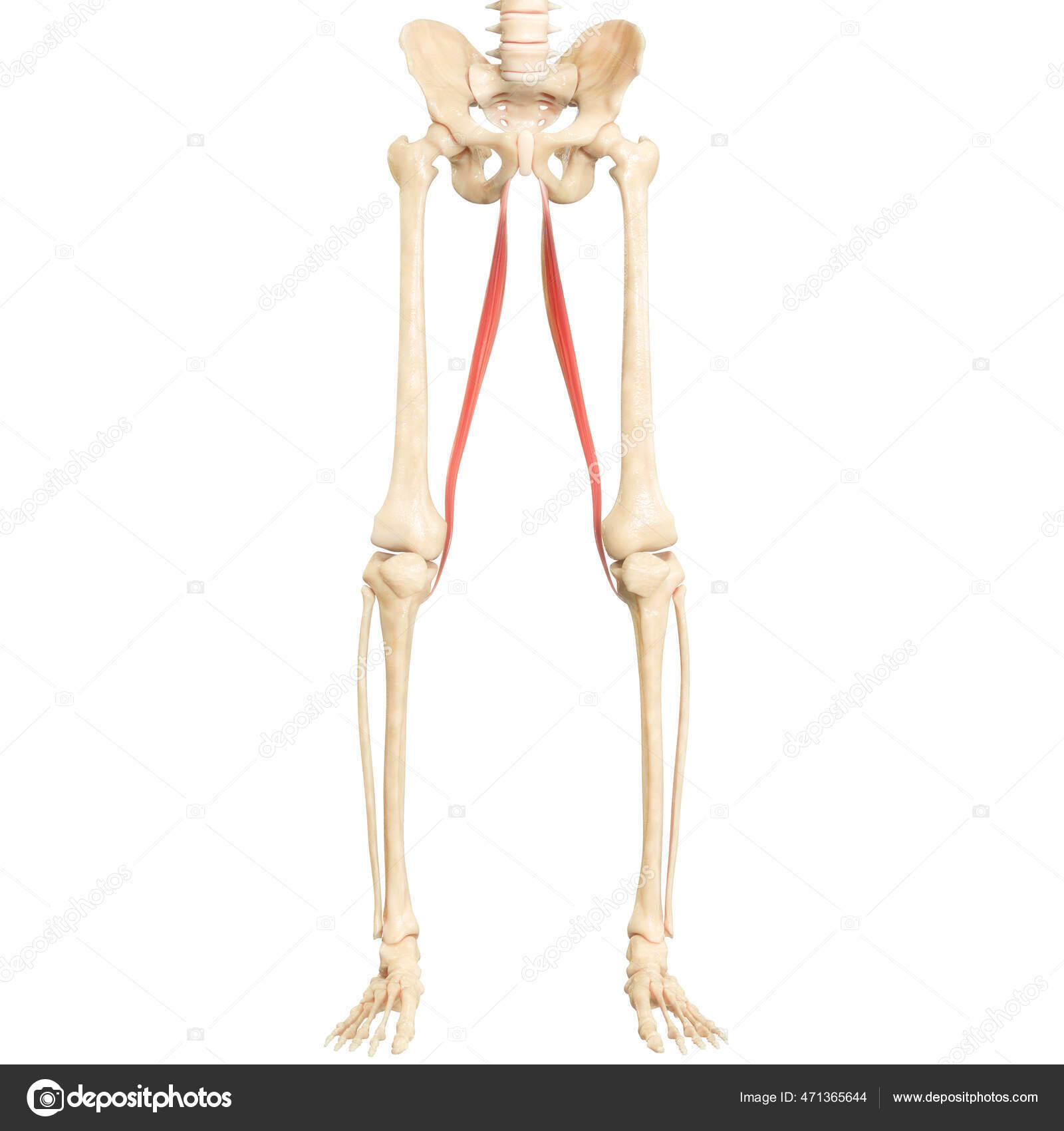 Human Muscular System Legs Muscles Sartorius Muscle Anatomy — Stock ...