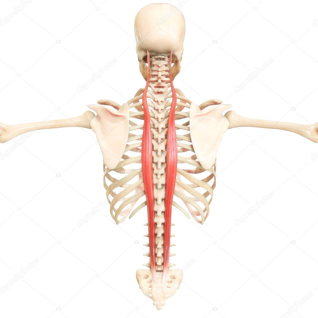 Sistema Muscolare Umano Muscoli Del Tronco Anatomia Muscolare ...