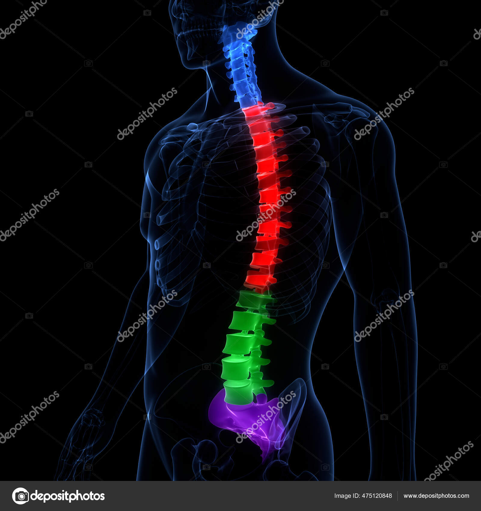 Coluna Vertebral Coluna Vertebral Anatomia Sistema Esqueleto Humano ...