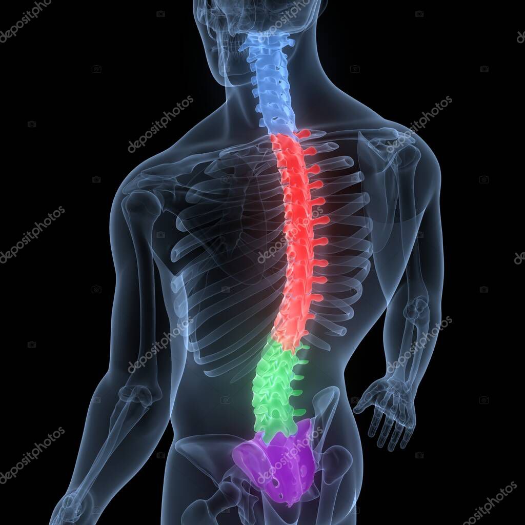 Columna vertebral de la médula espinal de la anatomía del sistema ...