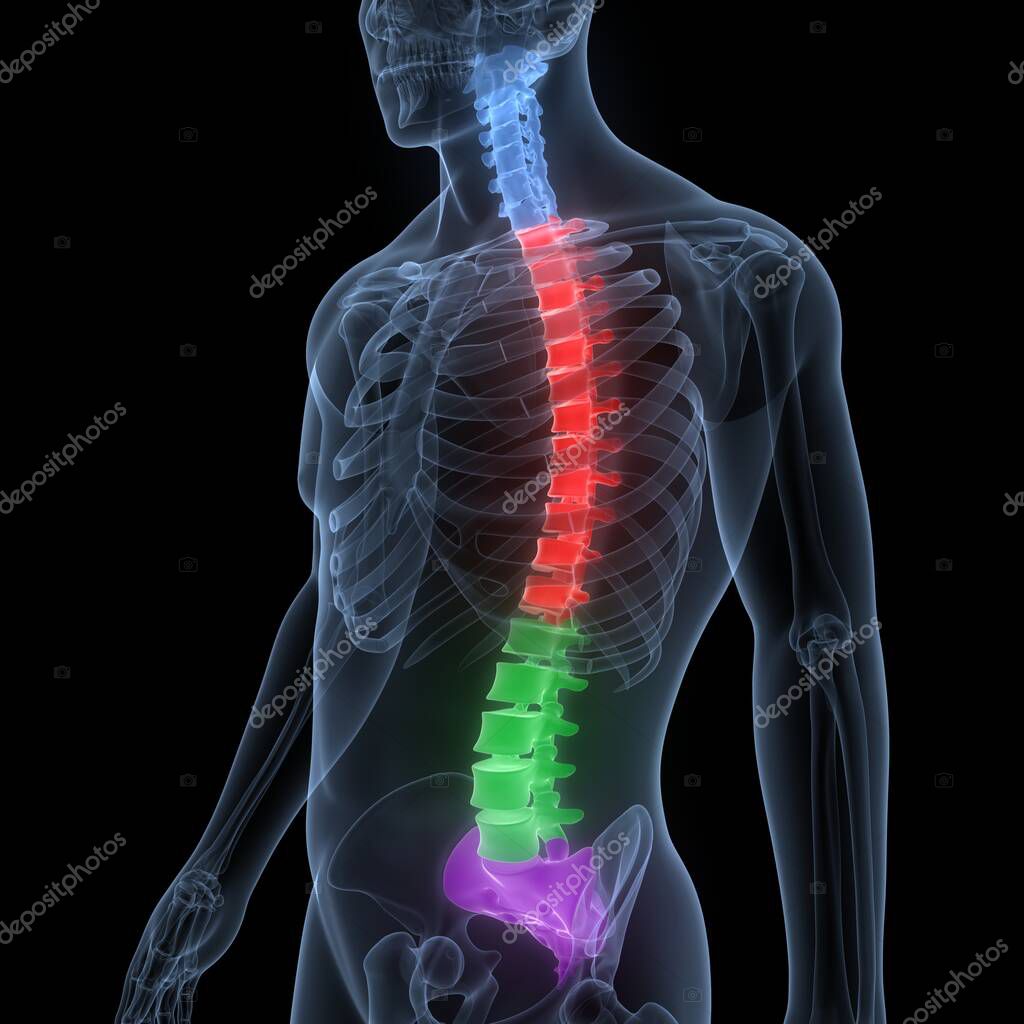 Columna vertebral de la m dula espinal de la anatom a del sistema esquel tico humano. 3D 2024