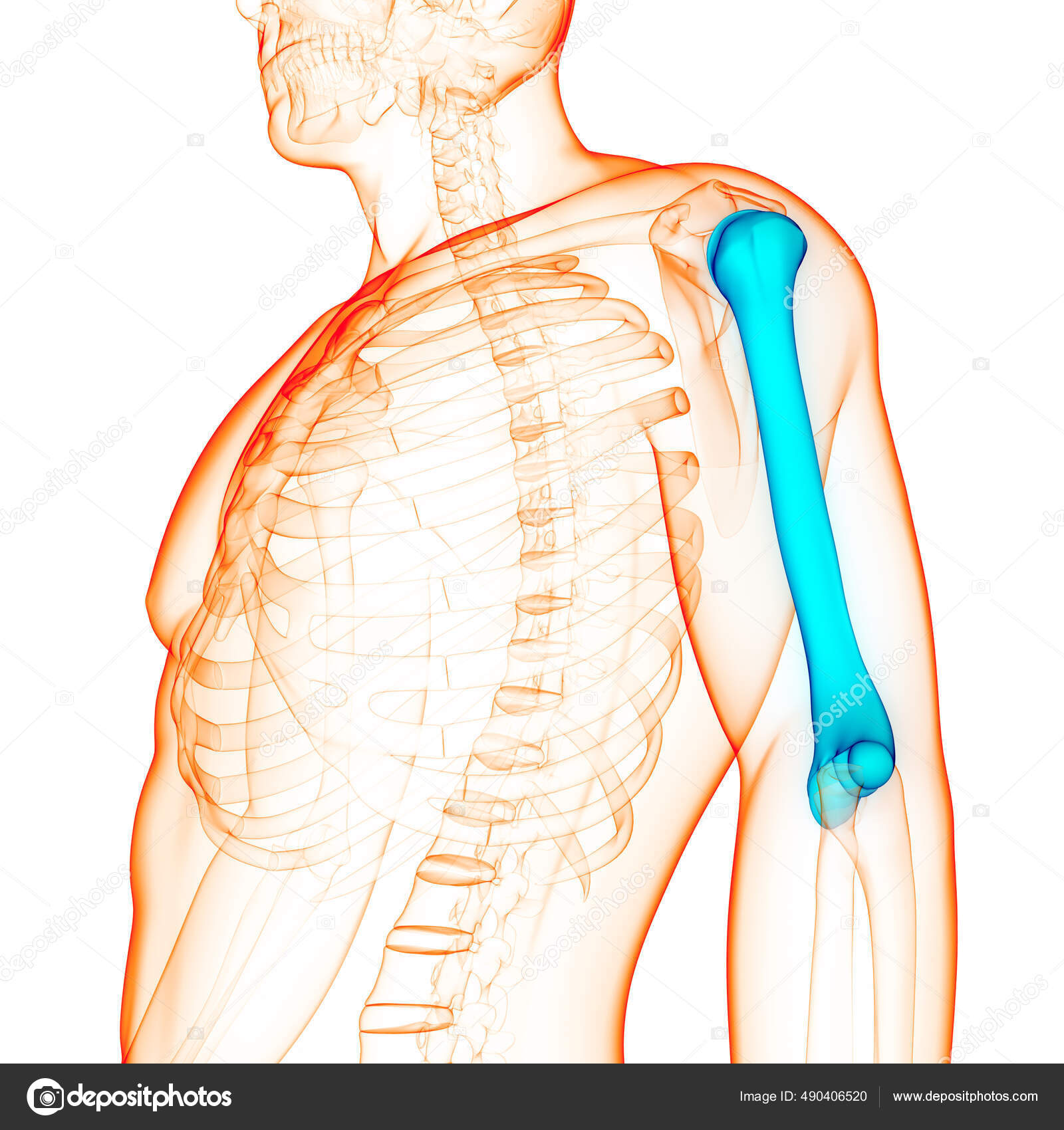 Sistema Esquelético Humano Hueso Húmero Articulaciones Anatomía — Foto ...